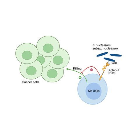 Fusobacterium Nucleatum Subsp Nucleatum Radd Binds Siglec 7 And Inhibits Nk Cell Mediated