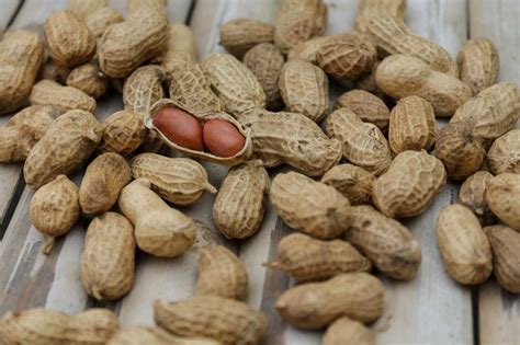 Is There A Difference Between A Nut And A Seed Times Knowledge India
