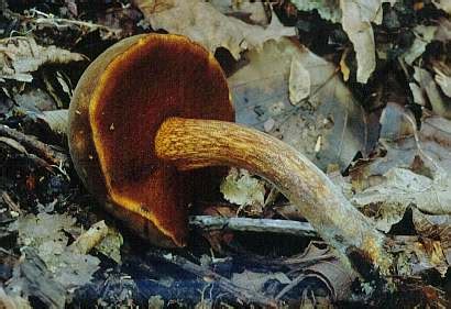 Boletus Umbriniporus