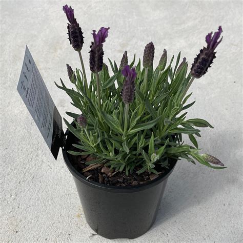 Lavender Javelin Forte Deep Purple Lavandula Stoechas 140mm