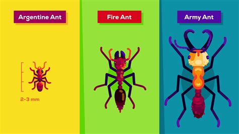 What Is The “ant War Of Ants” On A Global Scale Gigazine