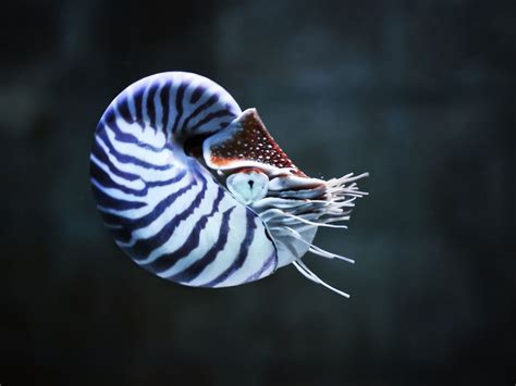 Breaking News There Are Now THREE New Species Of Nautilus