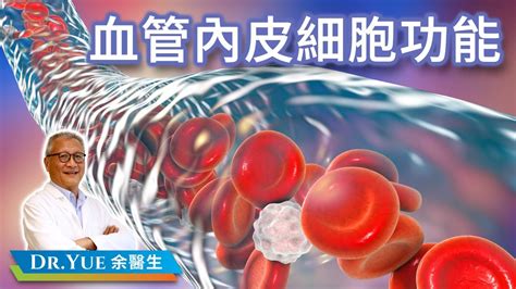 血管內皮細胞功能 Youtube