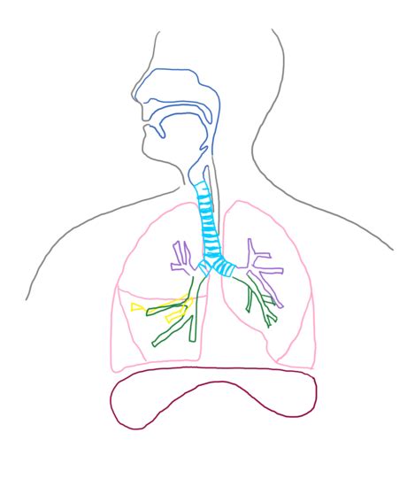 Sistema Respiratorio Para Dibujar A Color Sistema Respiratorio Para
