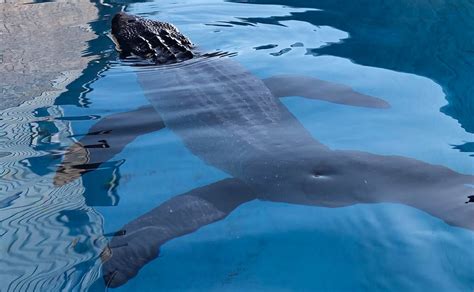 Mosasaurus By Godzilla200004444 On Deviantart