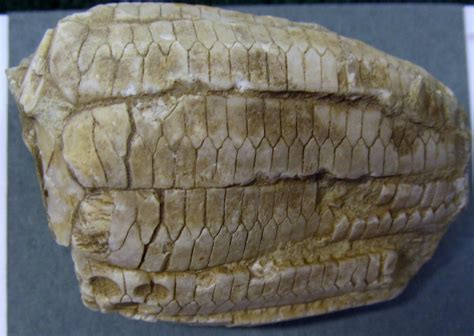 Class Crinoidea Kansas Geology Class Crinoidea Kansas Geology