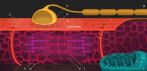 Labeled Neuromuscular Junction Diagram Quizlet