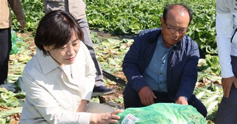 농식품부 장관 “배춧값 내림세 전환… 10월 말 출하량 대폭 늘 것” 조선비즈