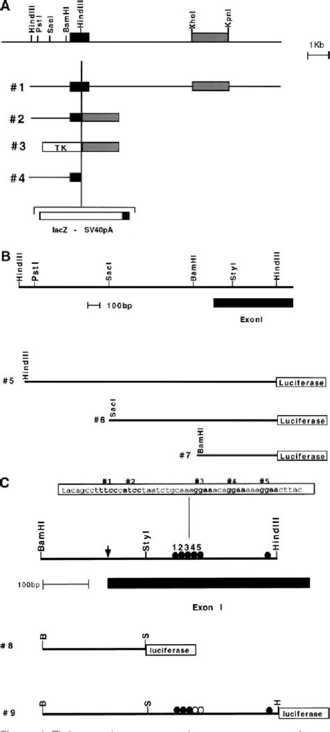 Figure 1 From Role Of The Ets Transcription Factors In The Regulation