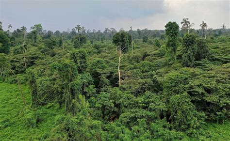 Forest Conservation A Growing Divestible Space In Malaysia Focus