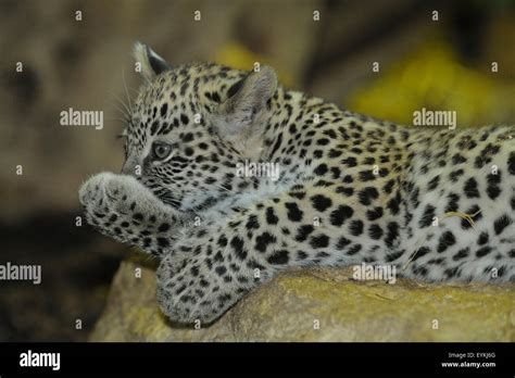 Persian Leopard Panthera Pardus Ciscaucasica Panthera Pardus