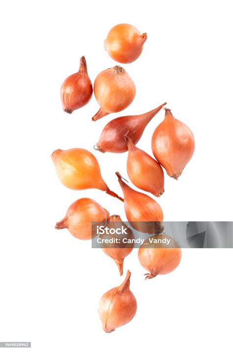 흰색 배경에 격리된 갈색 미니 양파 재배를위한 생 양파 구근 프랑스 양파 평면도 갈색에 대한 스톡 사진 및 기타 이미지 갈색