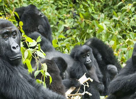 Where To Stay During Gorilla Trekking In Kahuzi Biega National Park