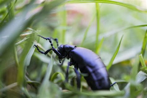 10 Tiny Black Bugs That Bite In Iowa 2023 Guide The Gardening Dad