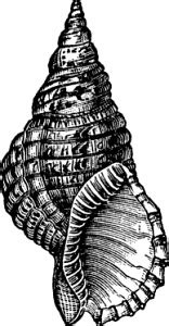 Triton Definition Meaning Merriam Webster