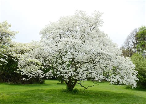 Gardenstory