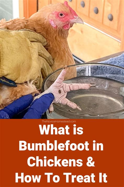What Is Bumblefoot In Chickens Bumblefoot Chickens Raising