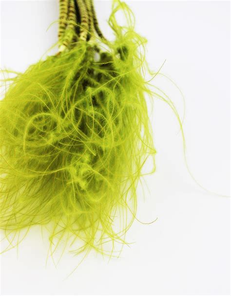 Dried Stypha Penata Mint Green Bunch L Wholesale Discounts Dried