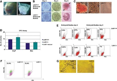 Ldb1 Deletion Leads To Defects In Primitive Hematopoiesis And