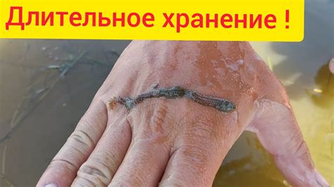 Где как хранить морской червь нереис Youtube