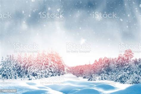 눈이 덮인 나무가 있는 얼어붙은 겨울 숲 0명에 대한 스톡 사진 및 기타 이미지 0명 12월 1월 Istock