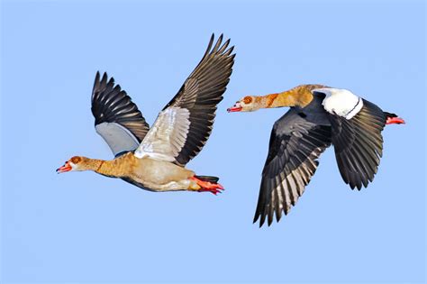 Egyptian Geese Couple In Flight Stan Schaap PHOTOGRAPHY