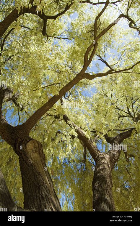 Variegated Peppermint Tree Agonis Flexuosa Habit Drooping Yellow