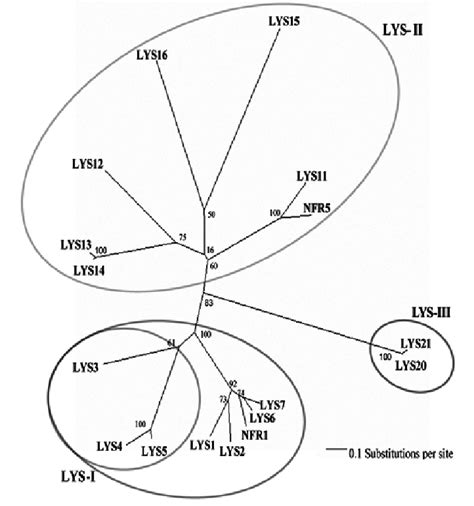Unrooted Maximum Likelihood Phylogenetic Tree Based On The Amino Acid