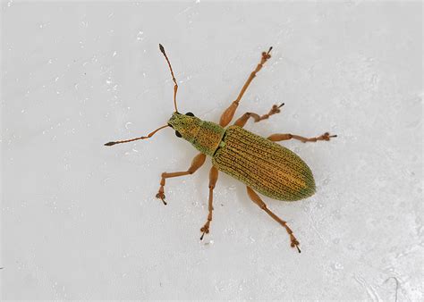 Polydrusus Impressifrons Polydrusus Impressifrons Naturbasen