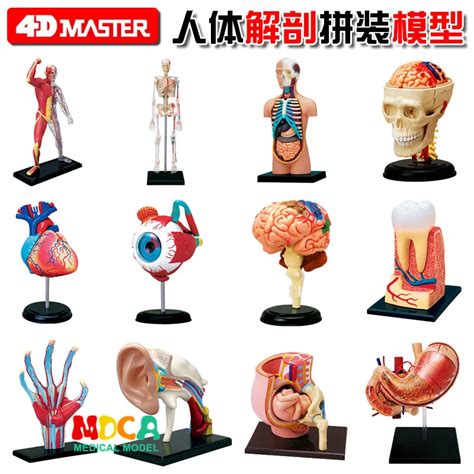 4d Human Body Torso Organ Anatomical Model Selection Educational Master