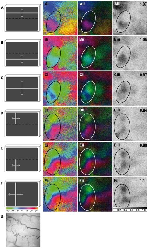 In Ac Three Different Elevation Stimuli Are Illustrated Confined Download Scientific