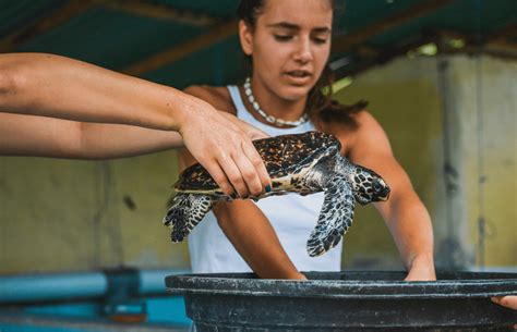 Teen Volunteering In Bali Sea Turtle Conservation Images