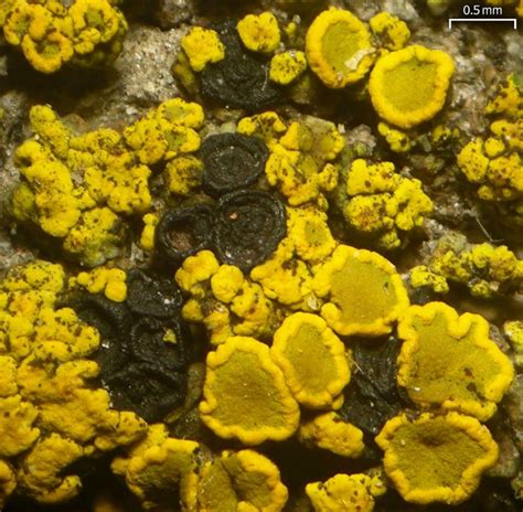 Ways Of Enlichenment Lichens Of North America