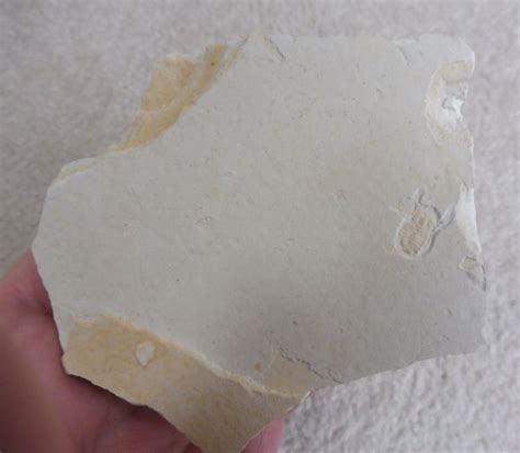 Pill Bug Isopod Fossil For Sale Uk Megalodon And More Fossils