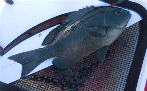 磯フカセ釣りでグレ連発 浅ダナからの沈ませ釣りが奏功【和歌山・萩尾】 Tsurinews Part 2