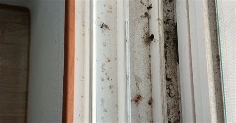 팀장님께서 수시로 전화 주시고 결과물도 전후로 사진을 보내주셔서 안심이 되었습니다 창틀까지 세심하게 작업해주셨어요 대신 깨끗하게 청소해주셔서 감사합니다 숨고 숨은고수