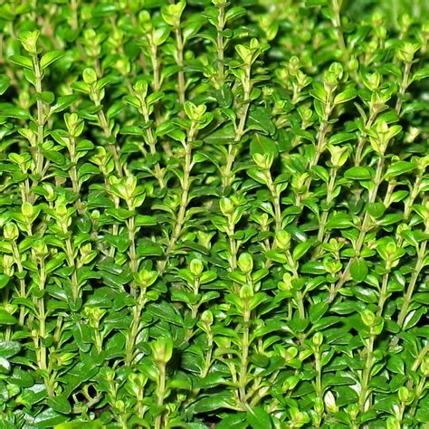 Bulk Thyme Leaf Organic Lb Bulkherbsandspicecom