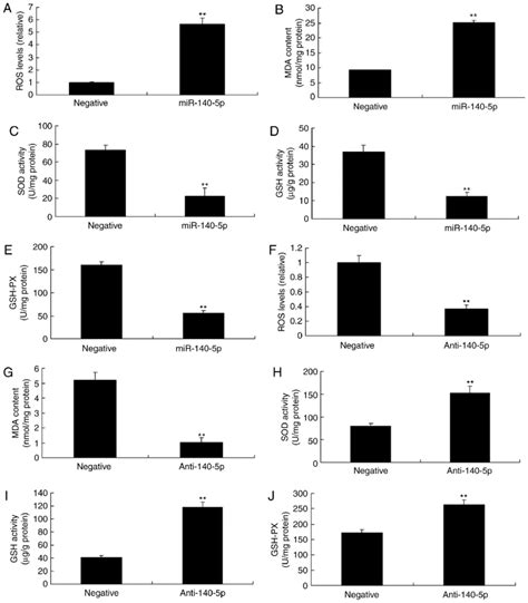 MiR 140 5p Regulates Oxidative Stress In An In Vitro Model A ROS