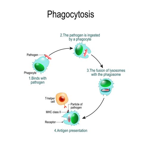 Measuring Innate Immunephagocytic Cell Function By Flow Cytometry