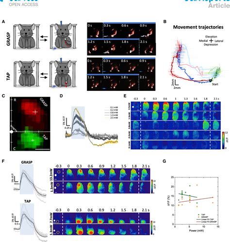 [pdf] Large Scale All Optical Dissection Of Motor Cortex Connectivity Shows A Segregated