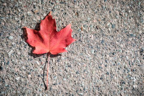 Maple Tree Types Winnershery