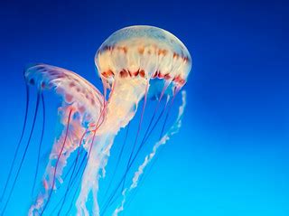 Two Jellyfish The Aquarium Of The Pacific In Long Beach C Flickr
