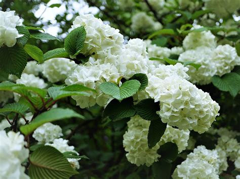 Horti By Greensnap