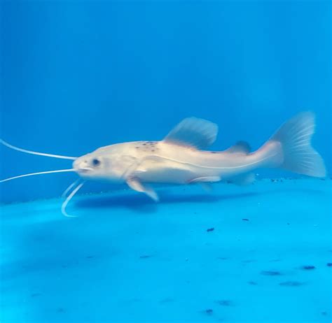 Platinum Redtail Catfish Phractocephalus Hemioliopterus — Predatory Fins