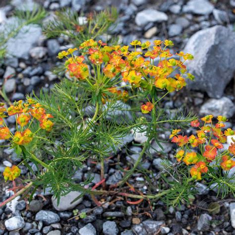 Молочай кипарисовый (Euphorbia cyparissias) купить в Москве по низкой ...