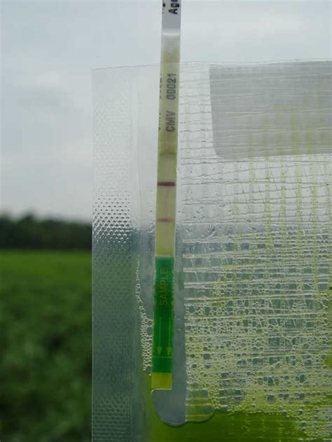 Diagnosticians High Tunnel Disease Facts