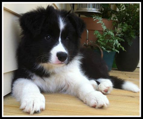 Newborn Border Collie Puppies