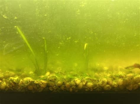 Massive Algae Bloom Rwalstad