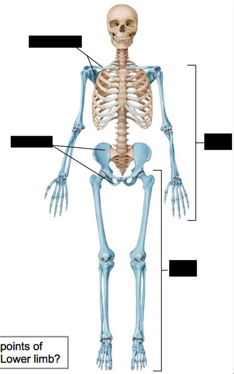 Clarissa055 Appendicular Skeleton Flashcards With Pictures
