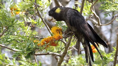 Yellow Tailed Black Cockatoo Birdlife Australia